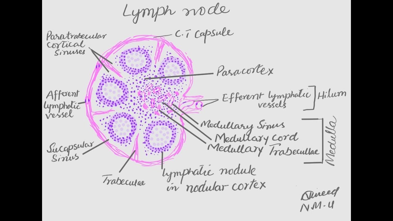 learn to make histological diagram of lymph node