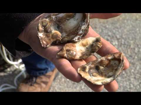 Cleaning the Chesapeake Bay: Oyster Restoration
