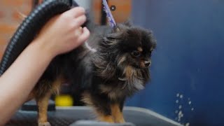 Groomsoft Erfahrungen, Kosten & Bewertungen | GetApp Deutschland 2025