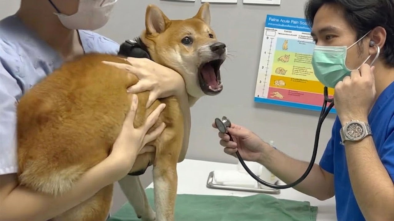 The most DRAMATIC Dogs Freaking Out at The Vet! 🤣 Funniest Dog Reactions