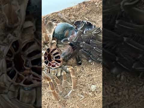Rare footage GIANT bird eating tarantula! π³