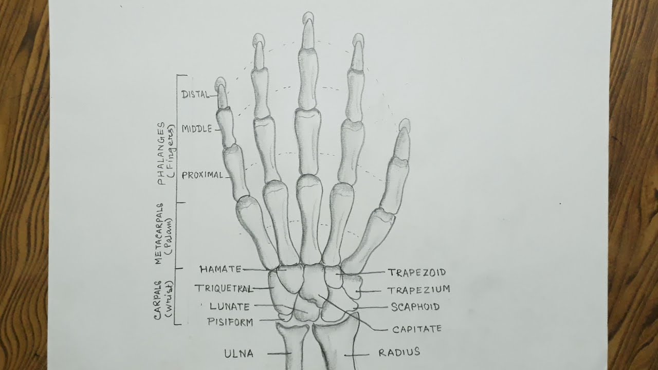 How to draw a skeleton hand/ Skeleton hand drawing