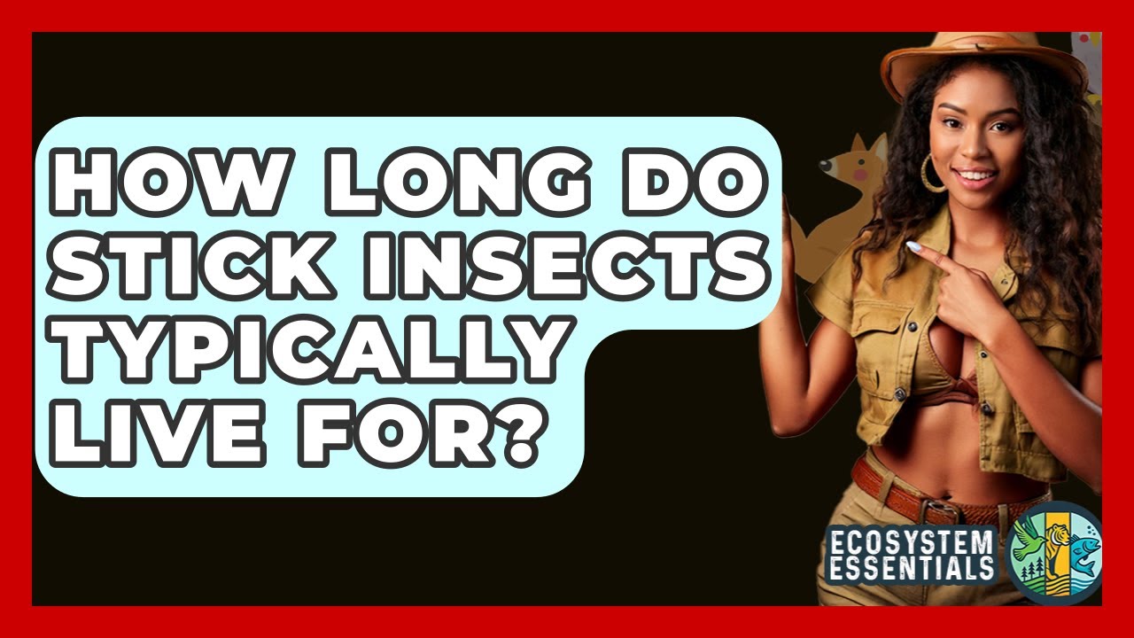 How Long Do Stick Insects Typically Live For? - Ecosystem Essentials