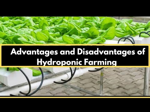 Advantages and disadvantages of hydroponics farming - 2020