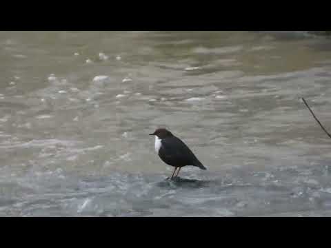Eine #Wasseramsel steht auf einem Stein und putzt sich - P1060561