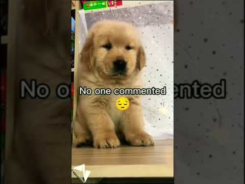 Doggy 🐶_Sad 🐕GIF. #shorts #sad #dog #amazing