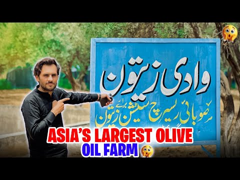 Inside Pakistan & Asia's Largest Olive Oil Farm | Zaitoon