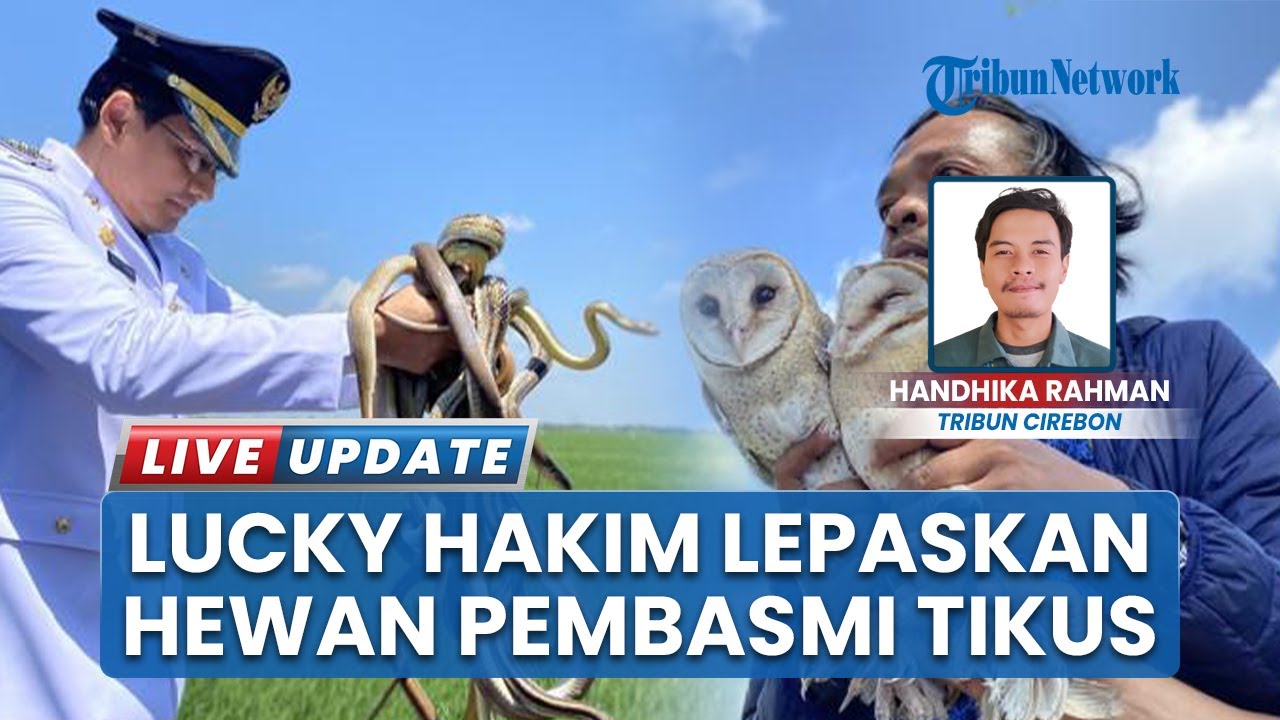 Peringati HUT RI, Lucky Hakim Lepas Ular ke Sawah untuk Bantu Petani ...