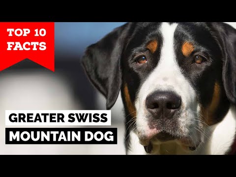 Greater Swiss Mountain Dog - Top 10 Facts