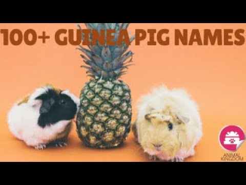100+ GUINEA PIG NAMES// OVER 100 GUINEA PIG NAMES FOR MALES, FEMALES, AND PAIRS ALL IN UNDER 4 MINS