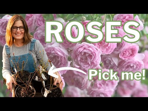 Choose the Right Rose: How to Decide Which Roses to Plant