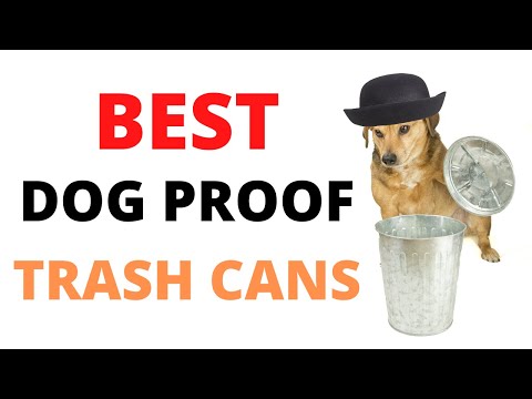 3 Best dog proof trash can for Kitchen, bathroom, and indoors