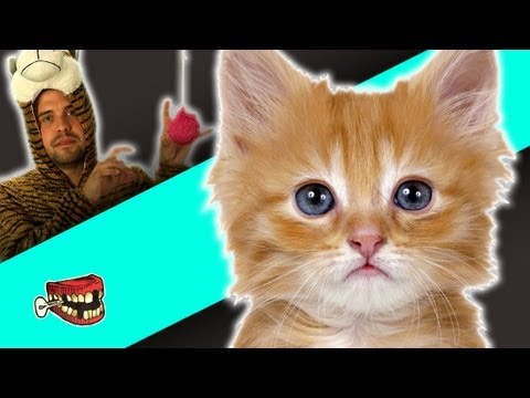Bad Teeth's Guide To Cat Virals