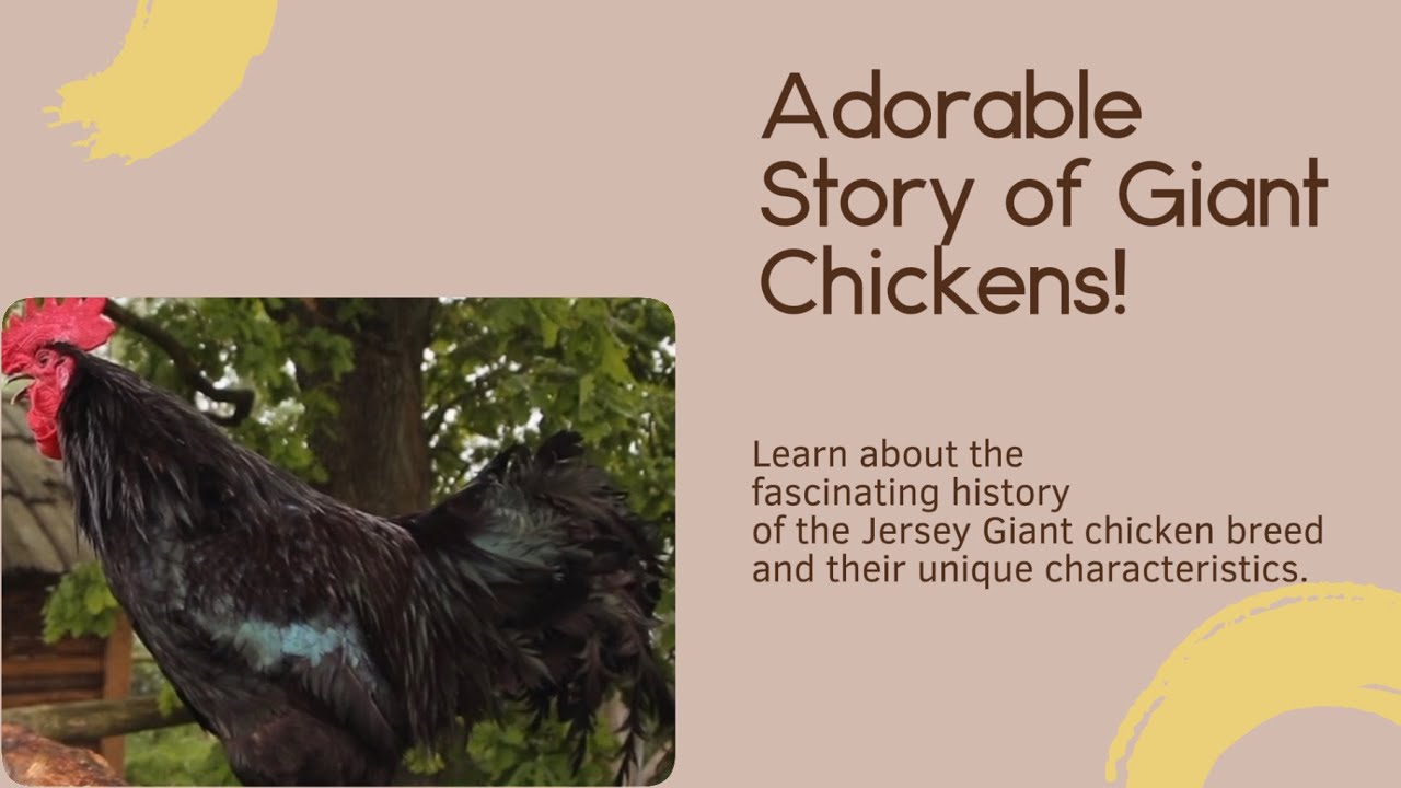 🐔 Discover the Adorable History of Jersey Giant Chickens!#JerseyGiantChickens  #BackyardChickens