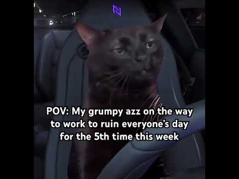 I’m grumpy and ready to annoy #grumpycat #work #working #driving #lol #funny #meme #shortstiktok