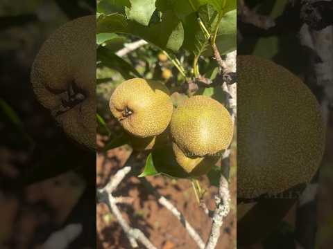 Pear Fruit 🍐 | பேரிக்காய் பழம் | Sabarjilli #tamilshorts #shortsvideo #allwinjilly