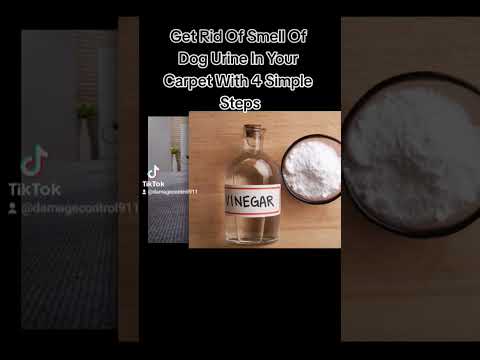 Get Rid Dog Urine Smell In Carpet #dogurine #dogurineremover #peturineremoval #peturineodor