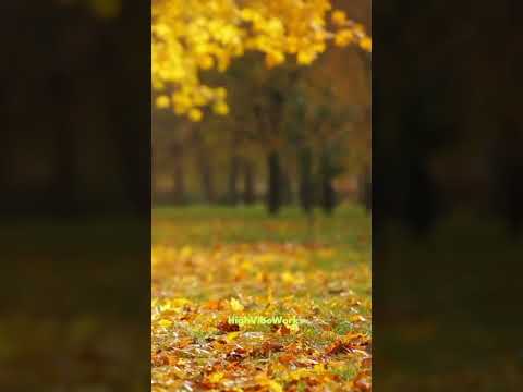 A Spoken Word Poem- LEAF #spokenword #quotes #poetryreading #poetry