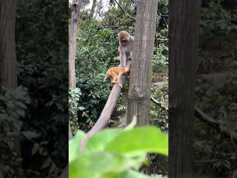 #shorts i monkeys jumping on the bed funny monkey gif monkey sound song