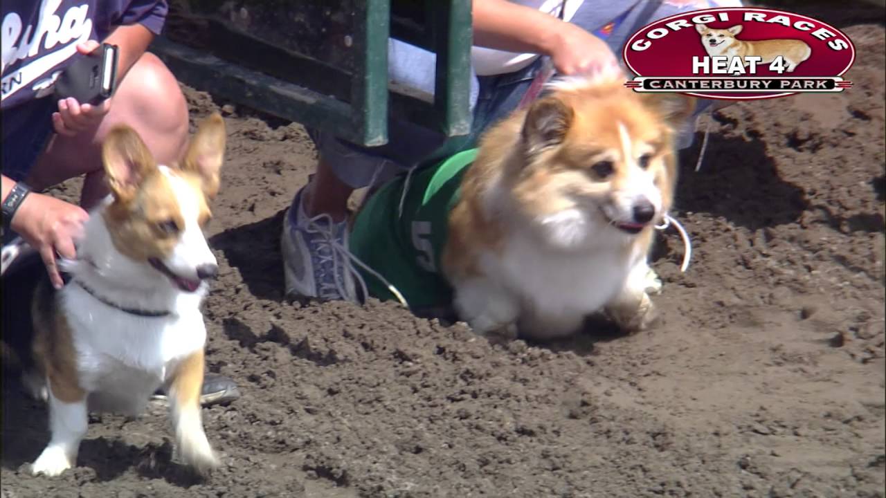 Canterbury Park Corgi Races 7-30-2016