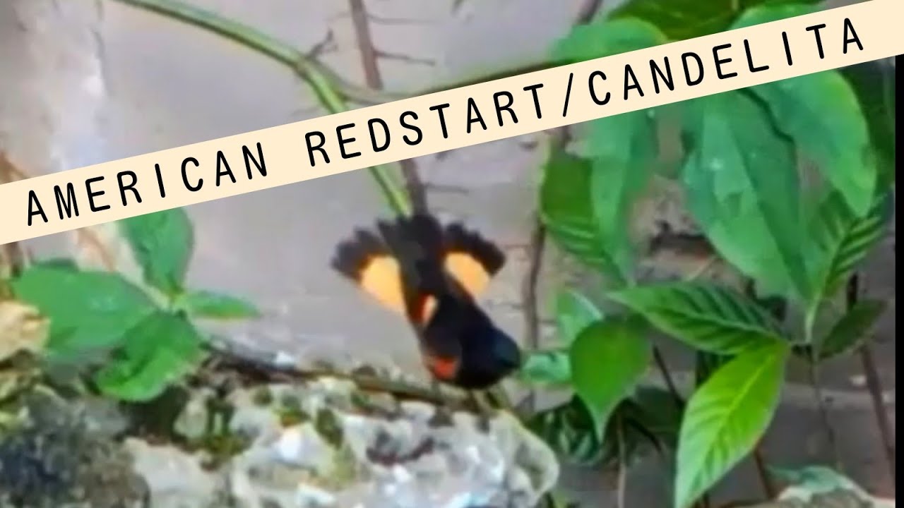 American Redstart, or Candelita: A Compilation