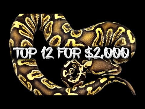 Top 12 Ball Pythons for $2,000