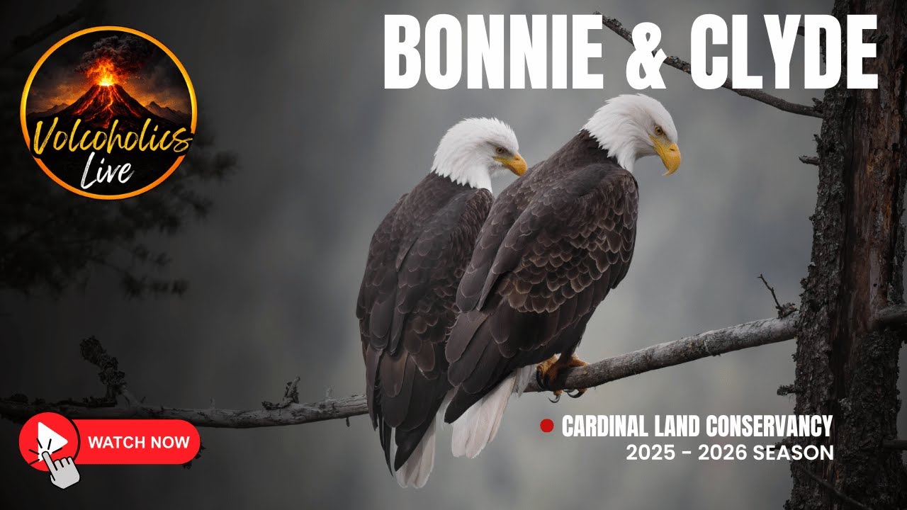 🔴 LIVE: Bald Eagle Nest 🦅 24/7 Eagle Cam | Partnered with Cardinal Land Conservancy