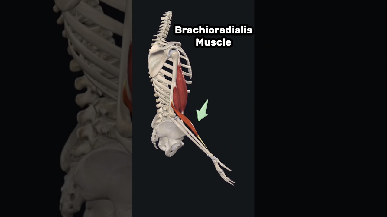 Brachioradialis Muscle 💪#youtubeshorts #ytshorts #anatomy #anime