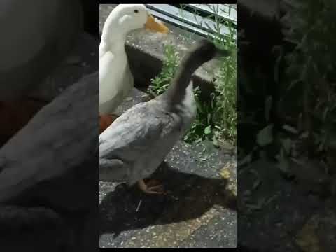 Mr.&Mrs Ducks