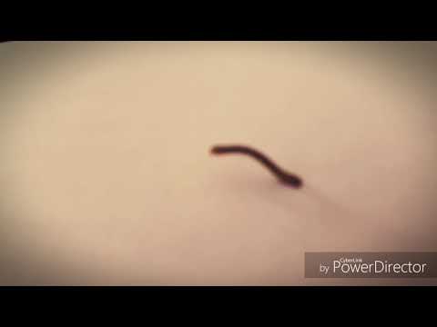 Alladdsu Alladdsu (Kannada ) song| insects enjoy synonym