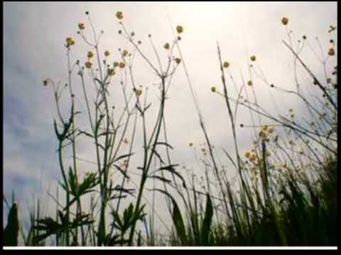 Nature ppt ????