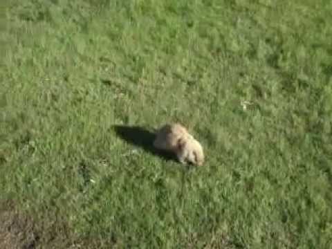 But what about the Gophers? Has anybody considered the Prairie Dogs ...