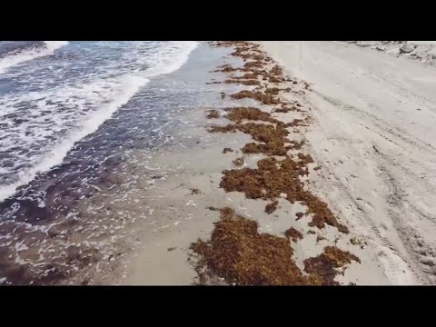 Florida Study finds deadly bacteria in Sargassum