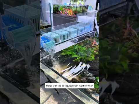 Bộ lọc tràn trên cho bể cá dễ lắp đặt và sử dụng | Aquarium overflow filter #aquatic #shorts
