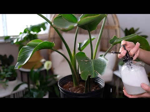 Bird of Paradise (Strelitzia Reginae) Care And Growing Guide - Plant Mom Care