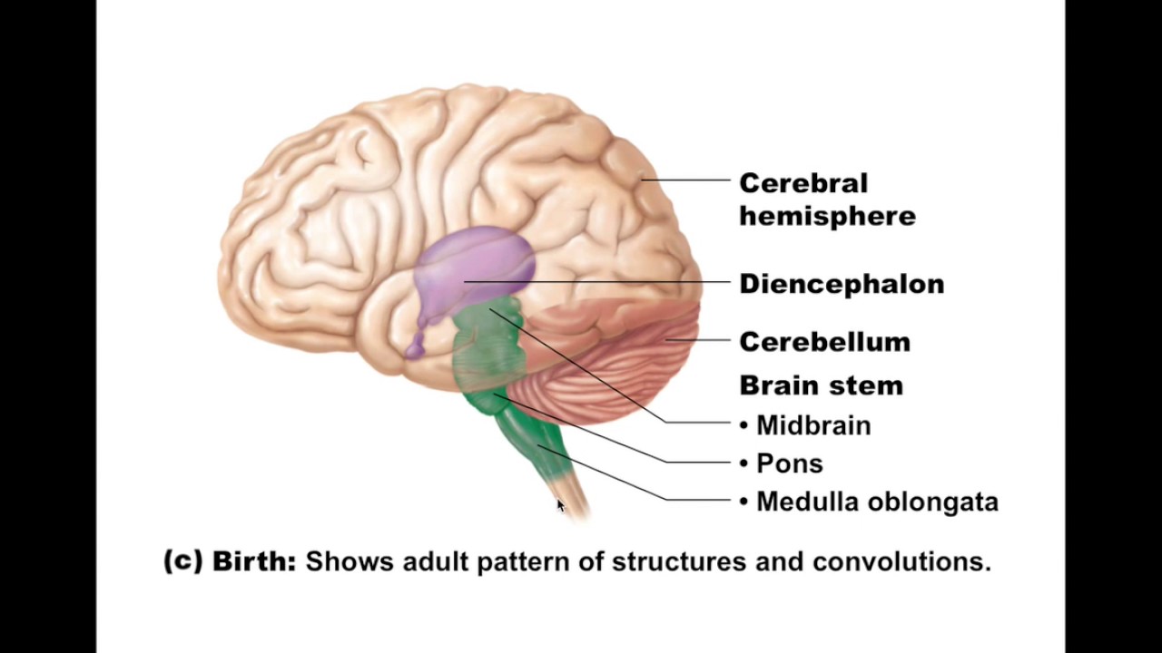 Chapter 12.1 Brain Development BIO201