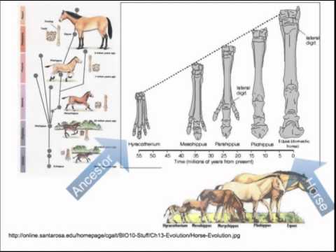 Transitional species