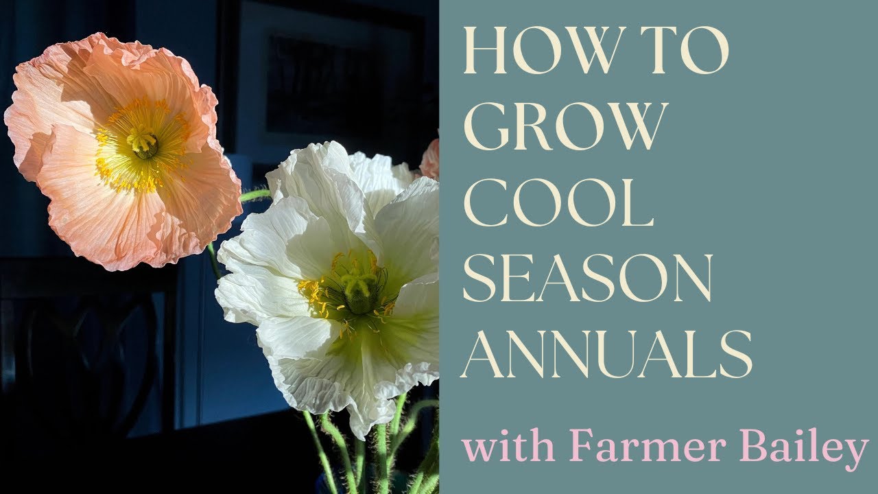 How to Grow Cool Season Annual Flowers with Farmer Bailey