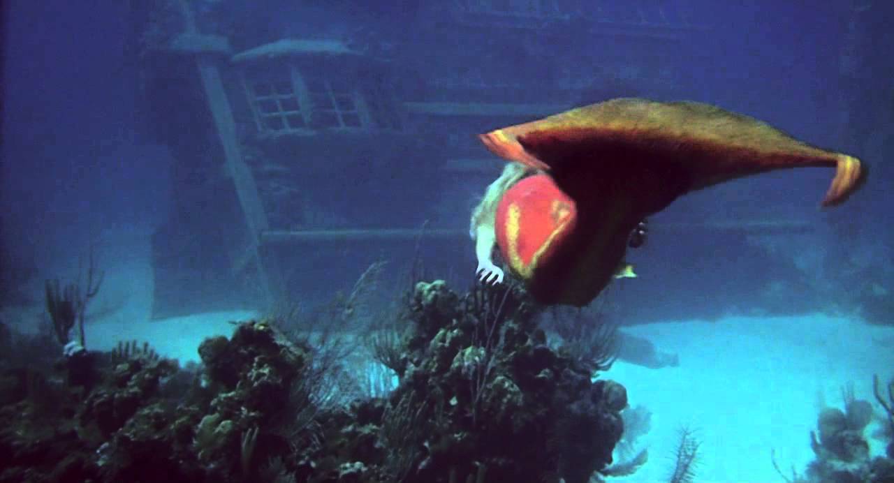 Splash.1984.720p (under water scene)
