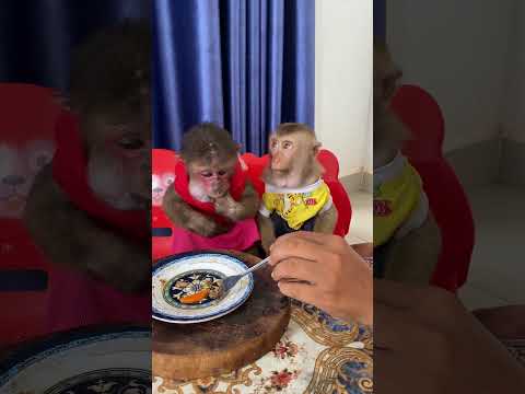 His Face Says It All! 😬🐒