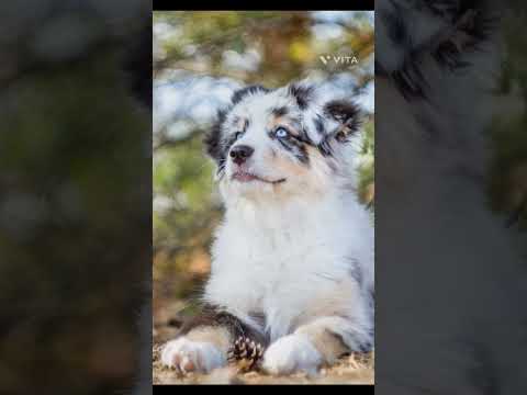 dog wallpapers for you #dogs #edit #shorts #2023 #wallpaper