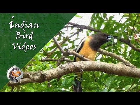 The Rufous Treepie (Dendrocitta vagabunda) - महालट - வால் காகம் - ഓലേഞ്ഞാലി - ಮಟ ಪಕ್ಷಿ