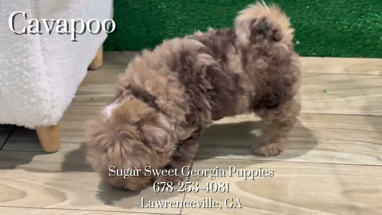Cavapoo Puppies For Sale NOW