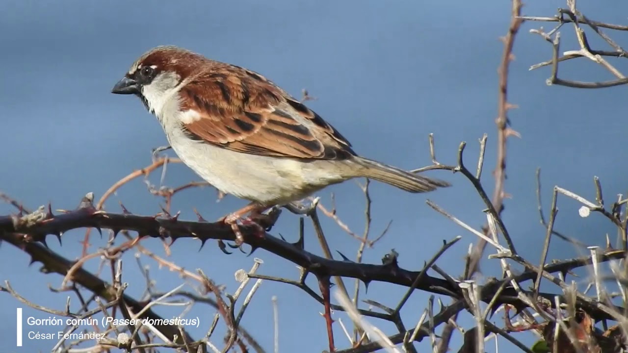 Passer domesticus - 32989