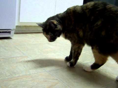 cat dry heaves.avi