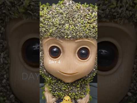 Chia seeds can be used as a decorative items