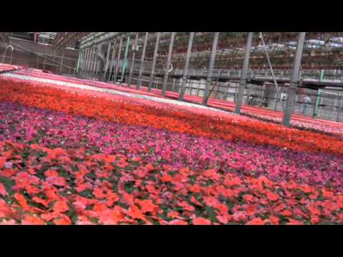 Elzinga Hoeksema Greenhouses - Portage, MI