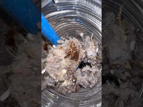 Satisfying Vent Clean (Crispy Roach) #dryerventcleaning #laundry #firehazard #oddlysatisfying #lint