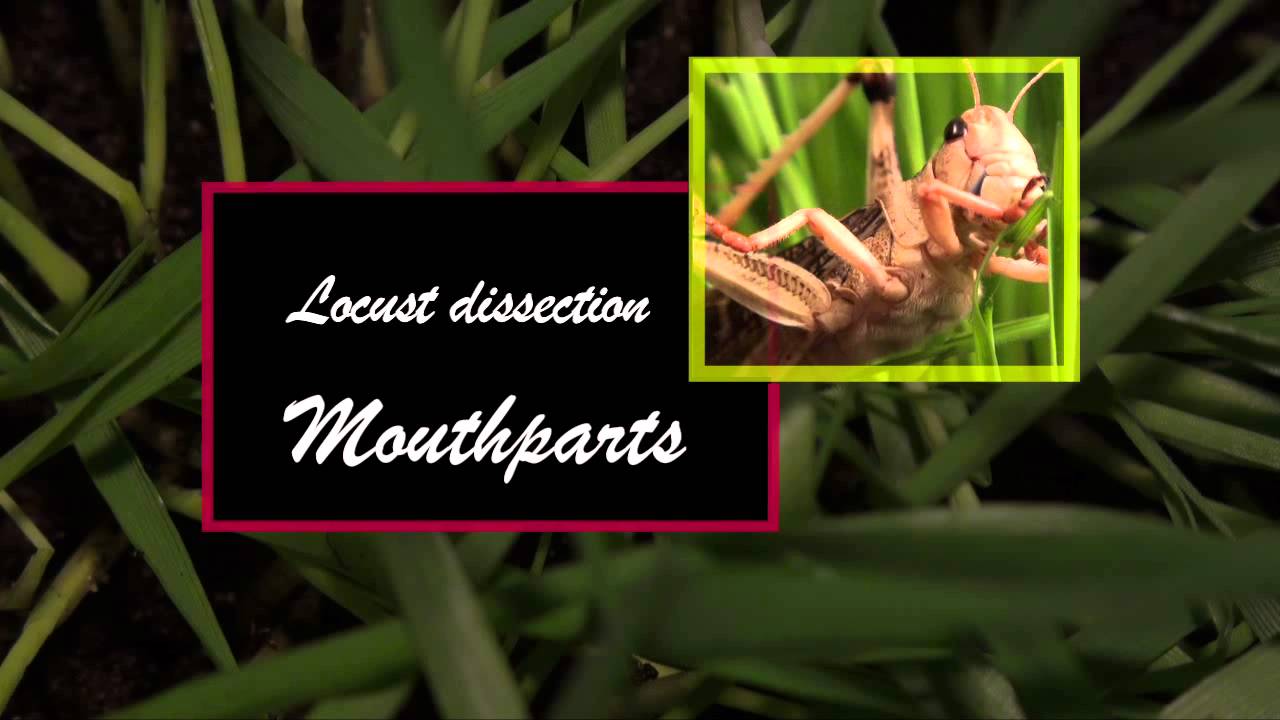Locust dissection