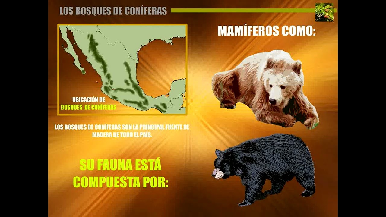 Bosque de coníferas 5to. grado